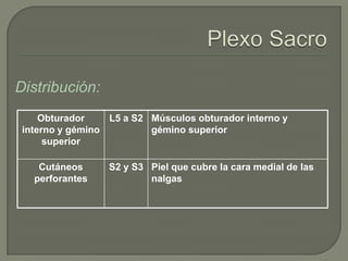 Anatomia del plexo lumbar111 | PPTX