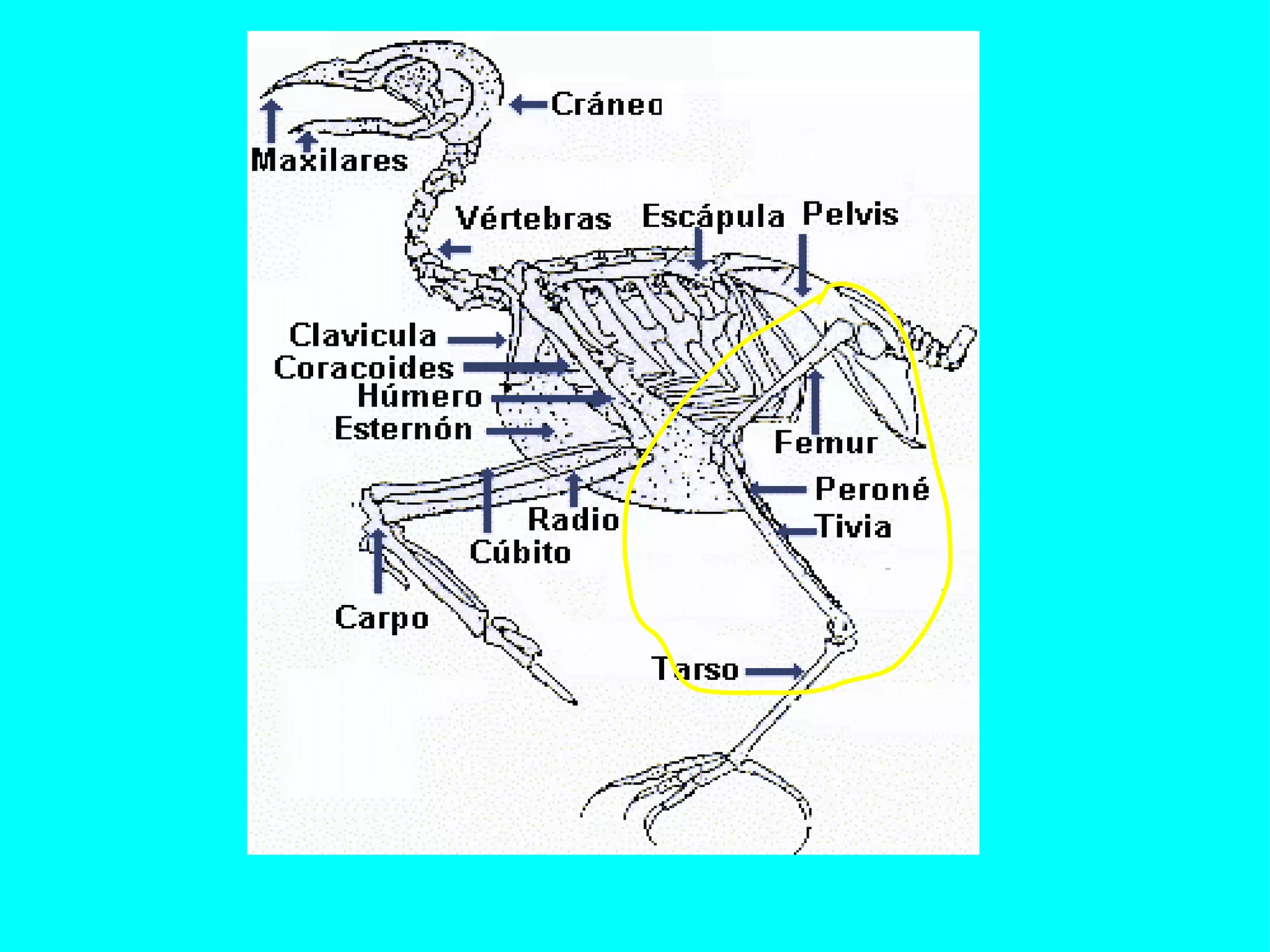 Anatomia del pollo | ODP