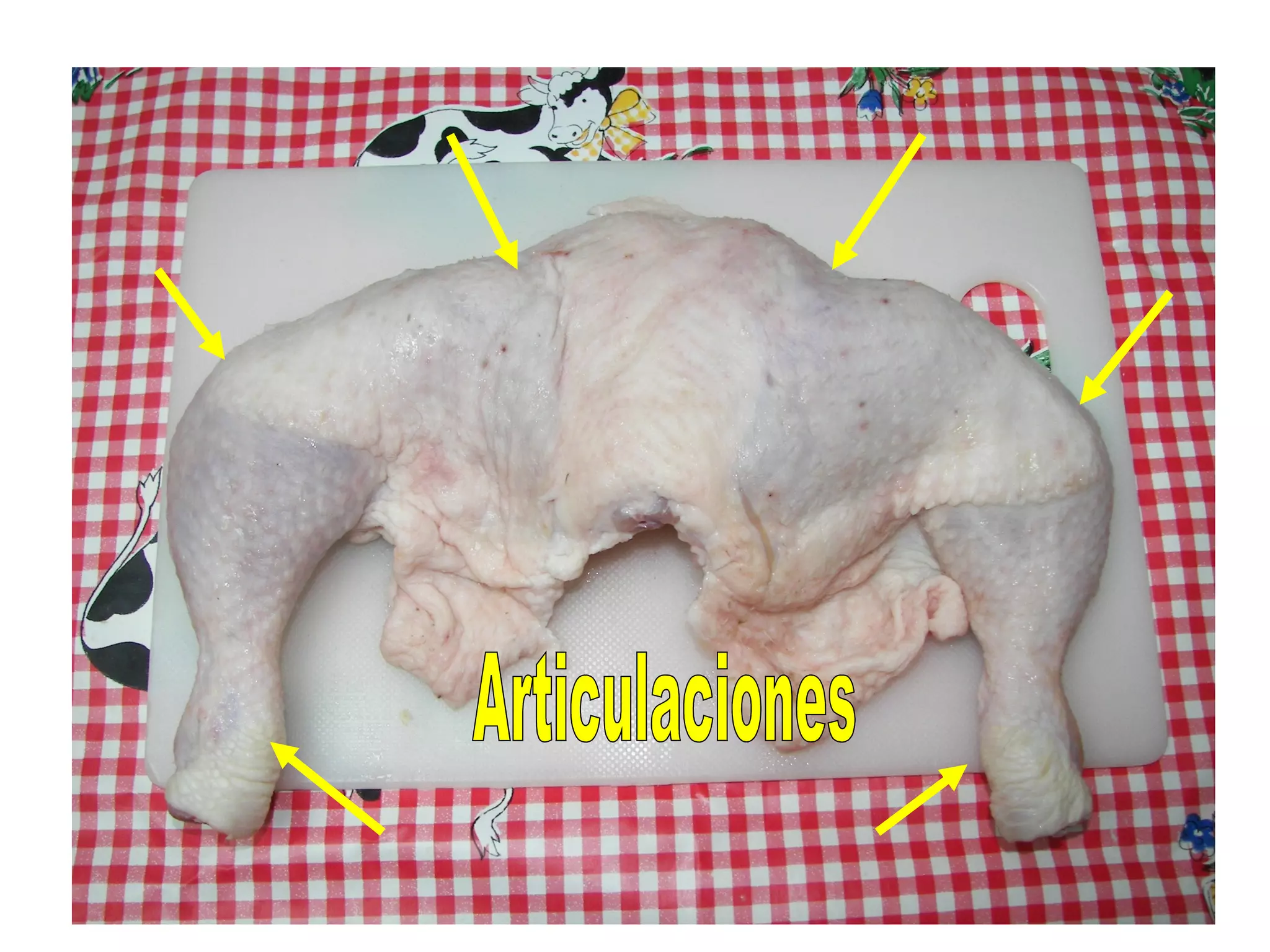 Anatomia del pollo | ODP