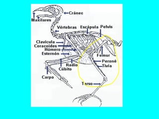 Anatomia del pollo | ODP