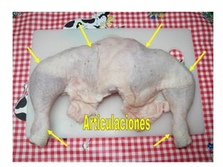 Anatomia del pollo | ODP