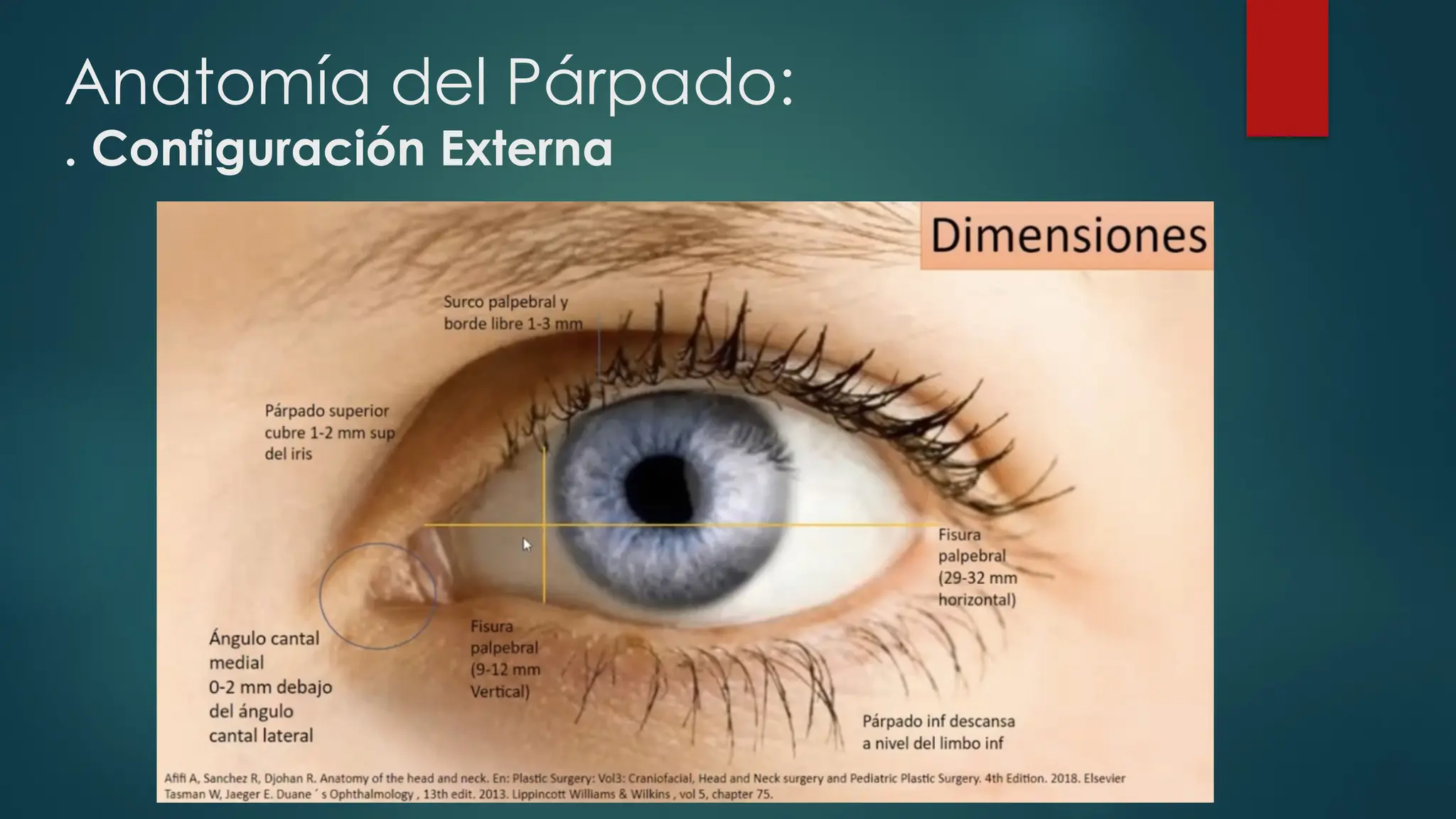 anatomia del párpado capa por capa e histologia | PPTX