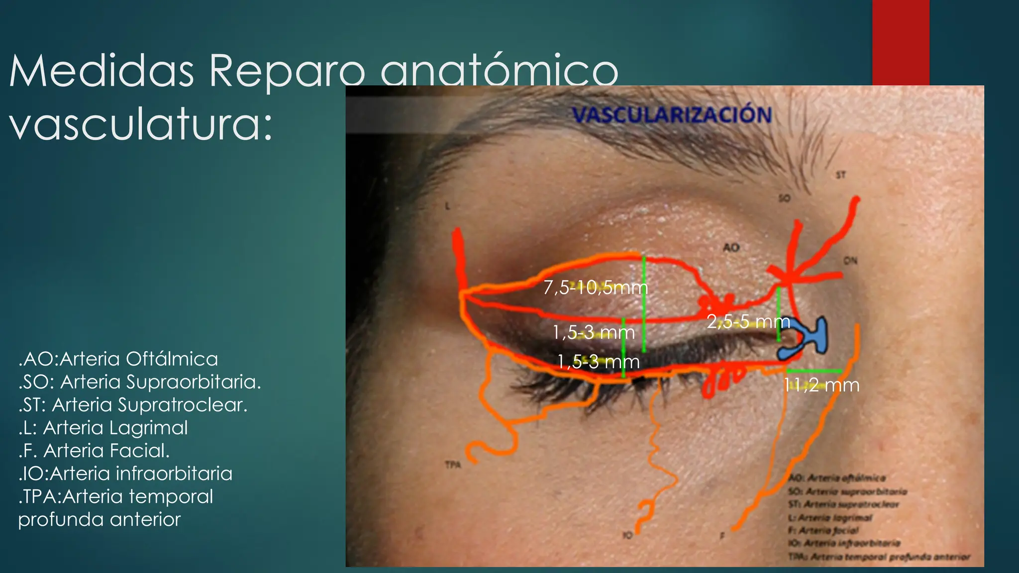 anatomia del párpado capa por capa e histologia | PPTX
