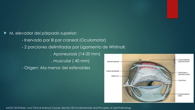 anatomia del párpado capa por capa e histologia | PPTX