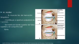 anatomia del párpado capa por capa e histologia | PPTX
