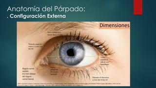 anatomia del párpado capa por capa e histologia | PPTX
