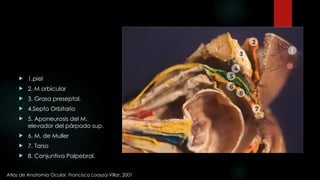 anatomia del párpado capa por capa e histologia | PPTX