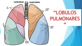 ANATOMIA DEL PULMON.pptx