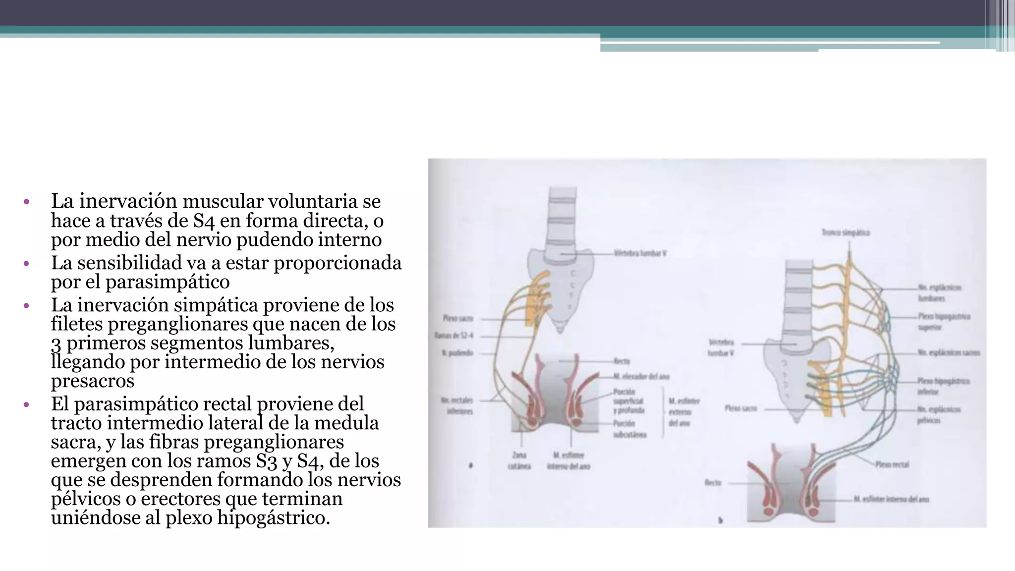 ANATOMIA DEL RECTO val.pptx