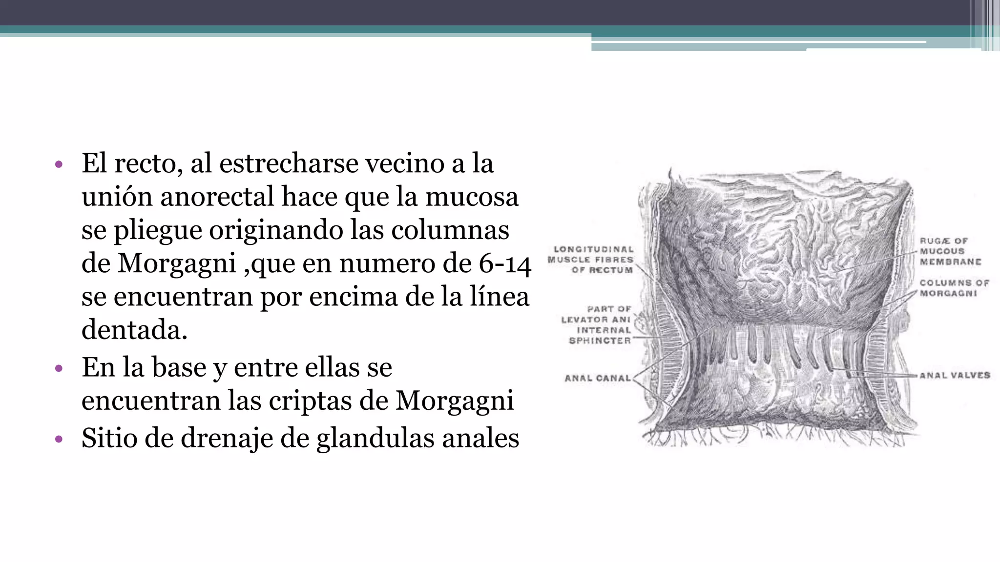 ANATOMIA DEL RECTO val.pptx