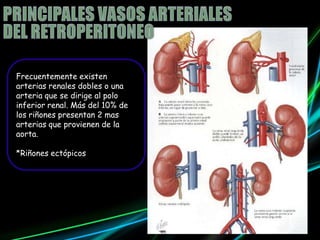 Anatomia del retroperitoneo; sus limites y contenido | PPTX
