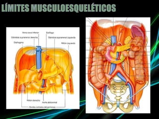Anatomia del retroperitoneo; sus limites y contenido | PPTX