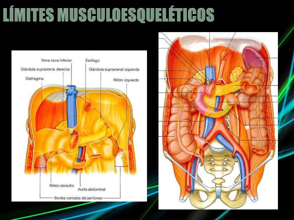 Anatomia del retroperitoneo; sus limites y contenido