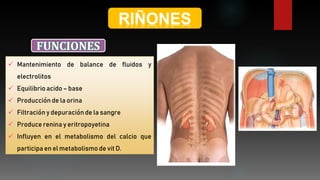 anatomia del retroperitoneo del abdomen.pptx
