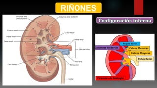 anatomia del retroperitoneo del abdomen.pptx