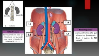 anatomia del retroperitoneo del abdomen.pptx