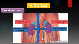 anatomia del retroperitoneo del abdomen.pptx