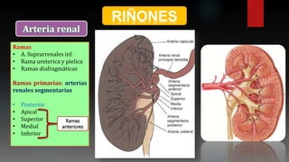 anatomia del retroperitoneo del abdomen.pptx