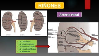 anatomia del retroperitoneo del abdomen.pptx