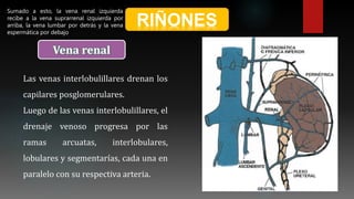 anatomia del retroperitoneo del abdomen.pptx