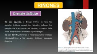 anatomia del retroperitoneo del abdomen.pptx