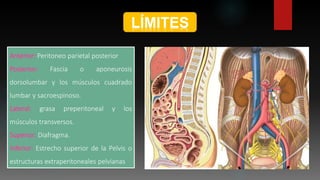 anatomia del retroperitoneo del abdomen.pptx