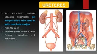 anatomia del retroperitoneo del abdomen.pptx