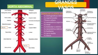 anatomia del retroperitoneo del abdomen.pptx