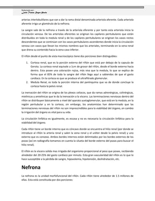 Anatomia del riñon | PDF