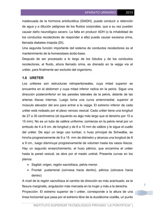 Anatomia del riñon | DOCX