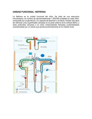 Anatomia del riñon | DOCX