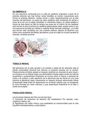 Anatomia del riñon | DOCX