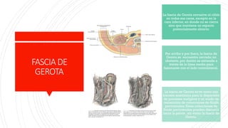 ANATOMIA,FISIOLOGIA Y EMBRIOLOGIA DEL RIÑON | PPTX