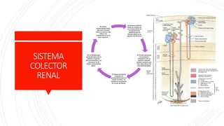 ANATOMIA,FISIOLOGIA Y EMBRIOLOGIA DEL RIÑON | PPTX