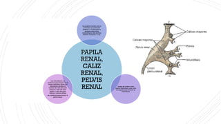 ANATOMIA,FISIOLOGIA Y EMBRIOLOGIA DEL RIÑON | PPTX