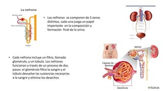 ANATOMIA DEL RIÑON.pptx
