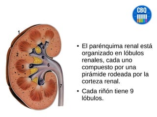ANATOMIA DELRIÑON IMAGNES DE APOYO.pdf
