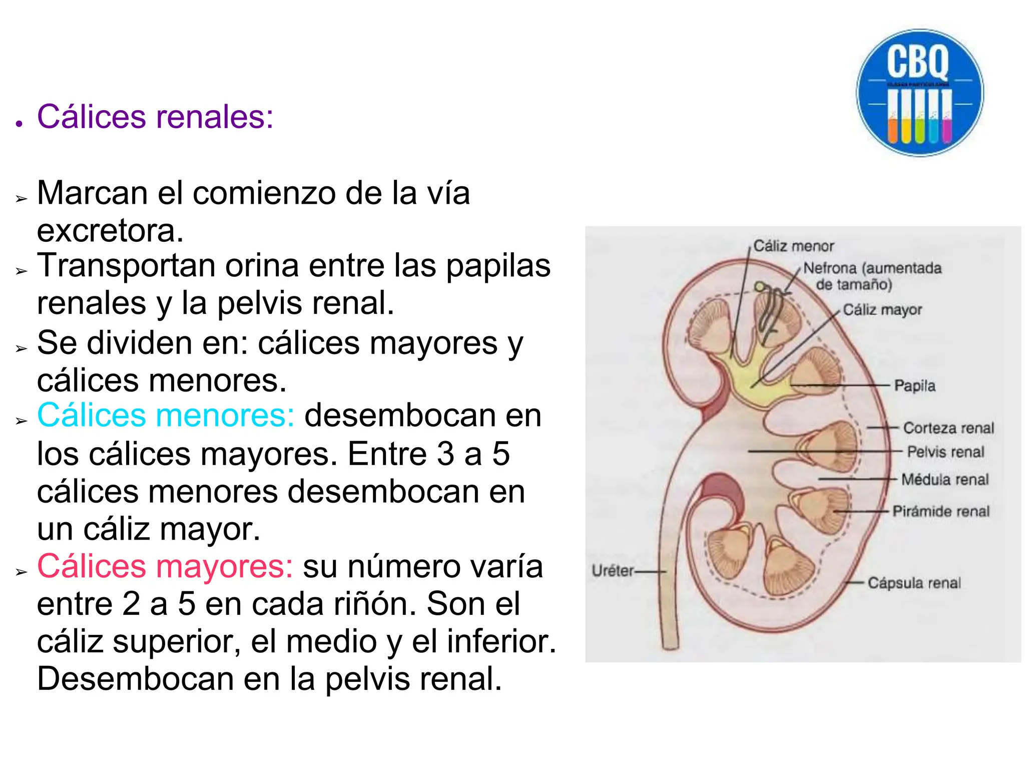 ANATOMIA DELRIÑON IMAGNES DE APOYO MACROSCOPIA.pptx