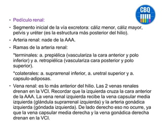 ANATOMIA DELRIÑON IMAGNES DE APOYO MACROSCOPIA.pptx