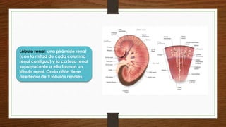 Anatomia del riñon y sistemas uvm | PPTX