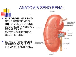 Anatomía del riñón y vías urinarias. | PPT