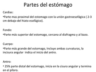 Anatomia del sistema digestivo | PPT