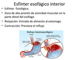 Anatomia del sistema digestivo | PPT