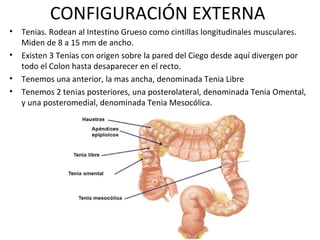 Anatomia del sistema digestivo | PPT