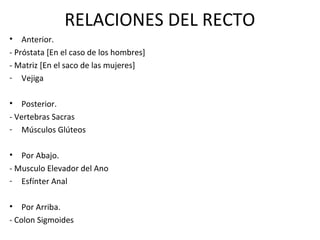 Anatomia del sistema digestivo | PPT