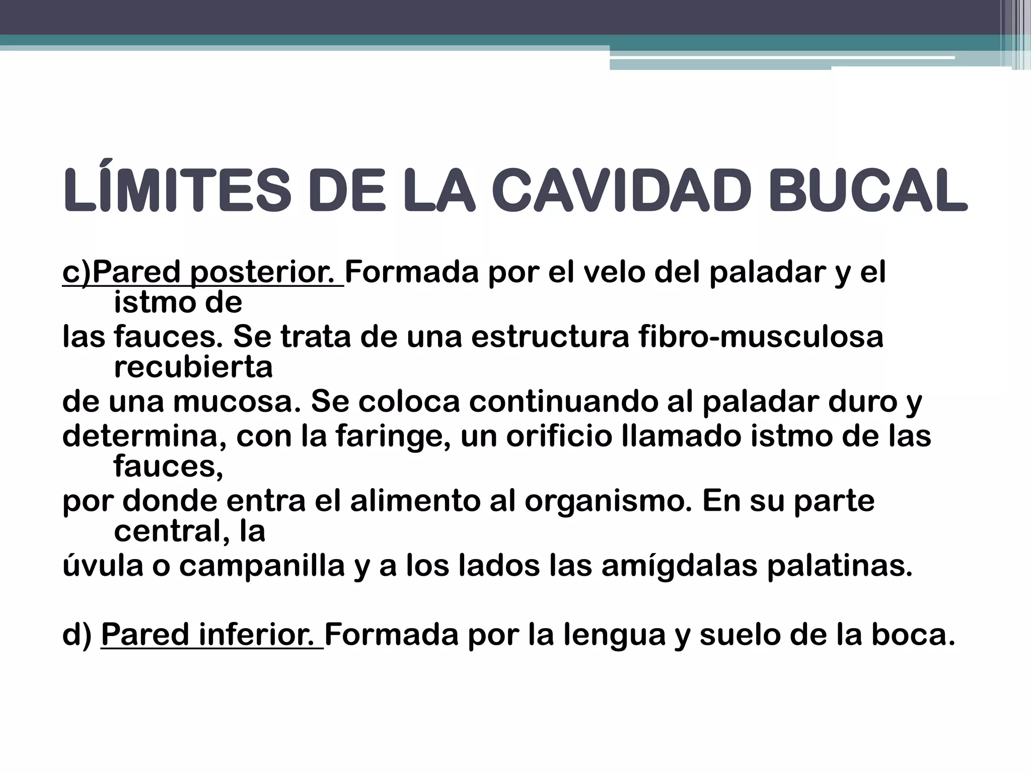 Anatomia del sistema estomatognatico | PDF