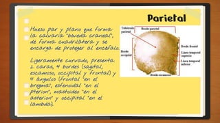 Anatomia del sistema musculo esqueletico.pptx