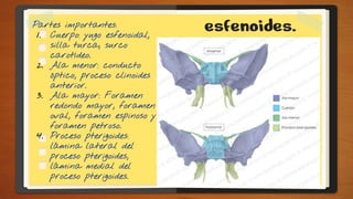 Anatomia del sistema musculo esqueletico.pptx