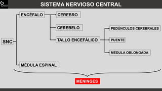 Anatomia del sistema nervioso | PPTX
