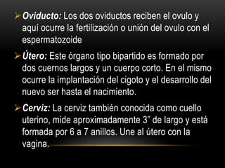 Anatomia del sistema reporductor en cabras | PPTX